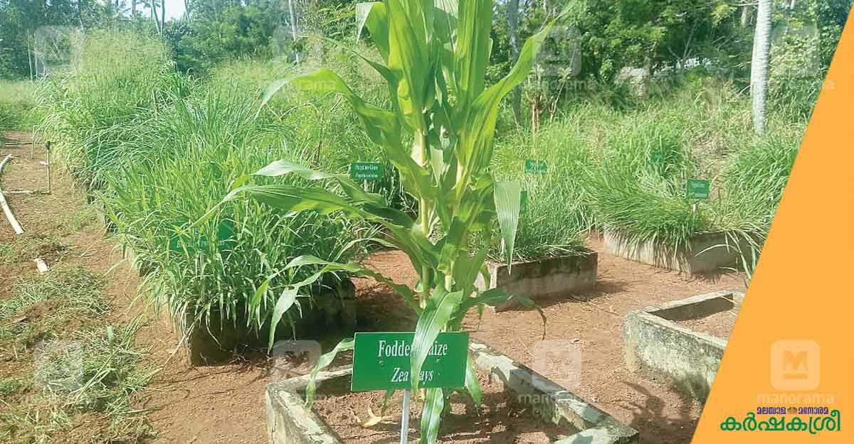 കേരളത്തില്‍ വളര്‍ത്താവുന്ന 50 ഇനം കാലിത്തീറ്റ വിളകളുടെ ശേഖരം ഇവിടുണ്ട് ...