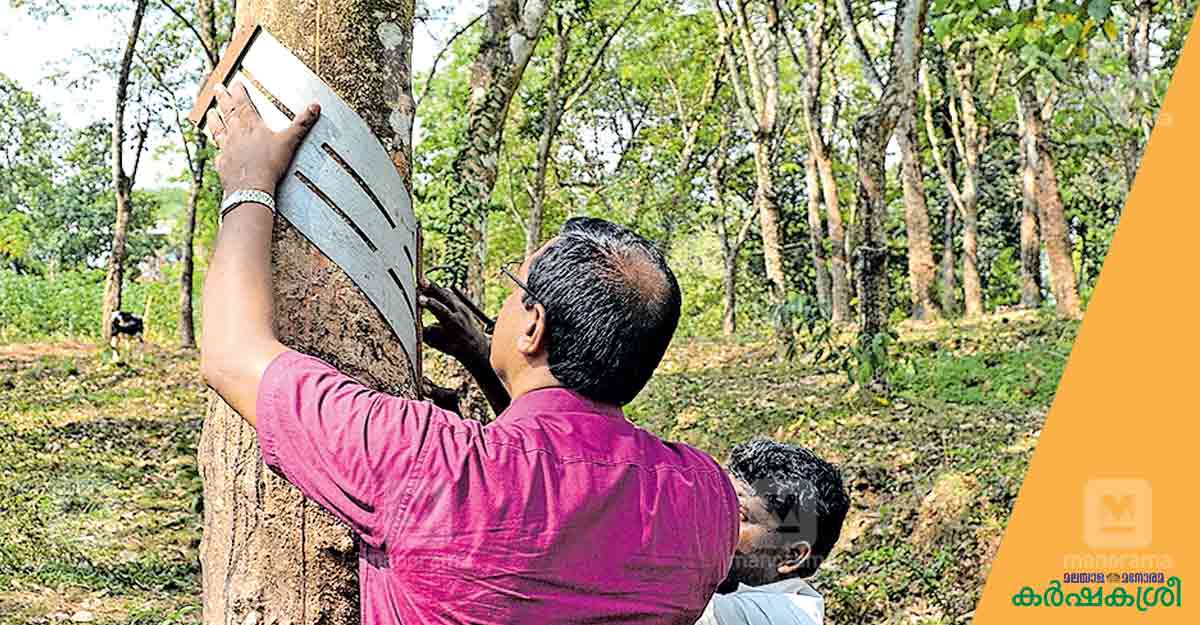 ആയുസ്സും ആദായവും കൂട്ടാൻ നിയന്ത്രിത കമിഴ്ത്തിവെട്ട് ഈ മാസം തുടങ്ങാം ...