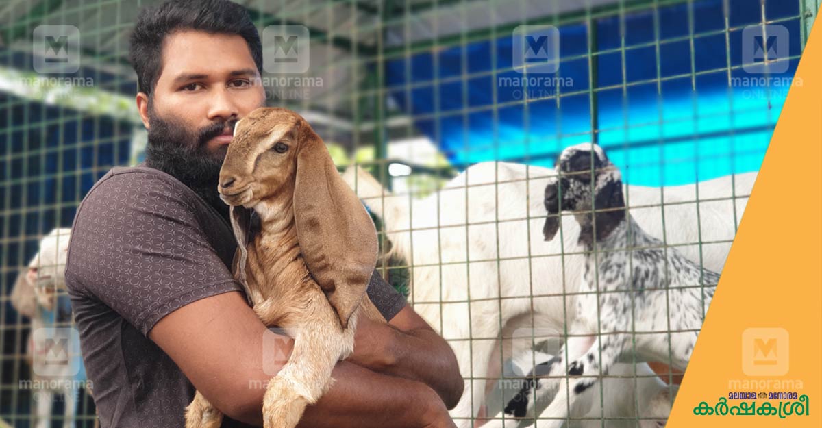 രോഗങ്ങളില്‍നിന്നു രക്ഷിക്കാം: ആടുകളെ ബാധിക്കുന്ന പ്രധാന രോഗങ്ങളും ...