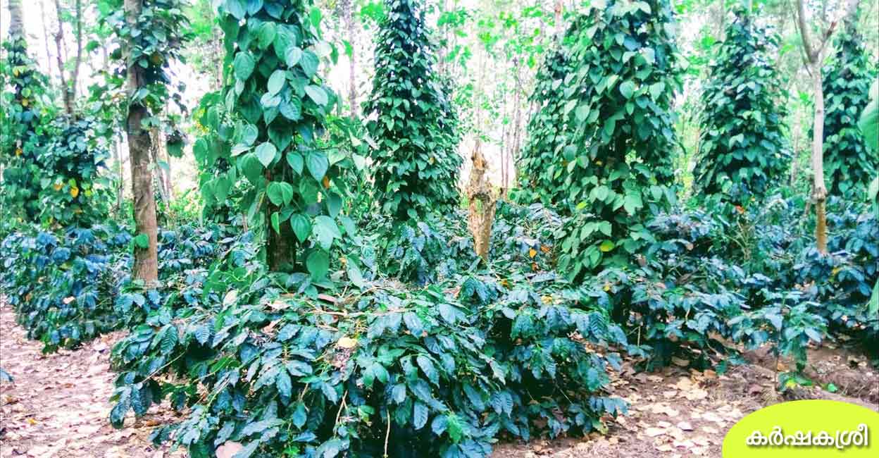 ഹെക്ടറിൽ 1600 കിലോ ഉണക്കക്കുരുമുളക്: വേറിട്ട വിളവ് വേരിട്ടുറച്ച മണ്ണ് ...