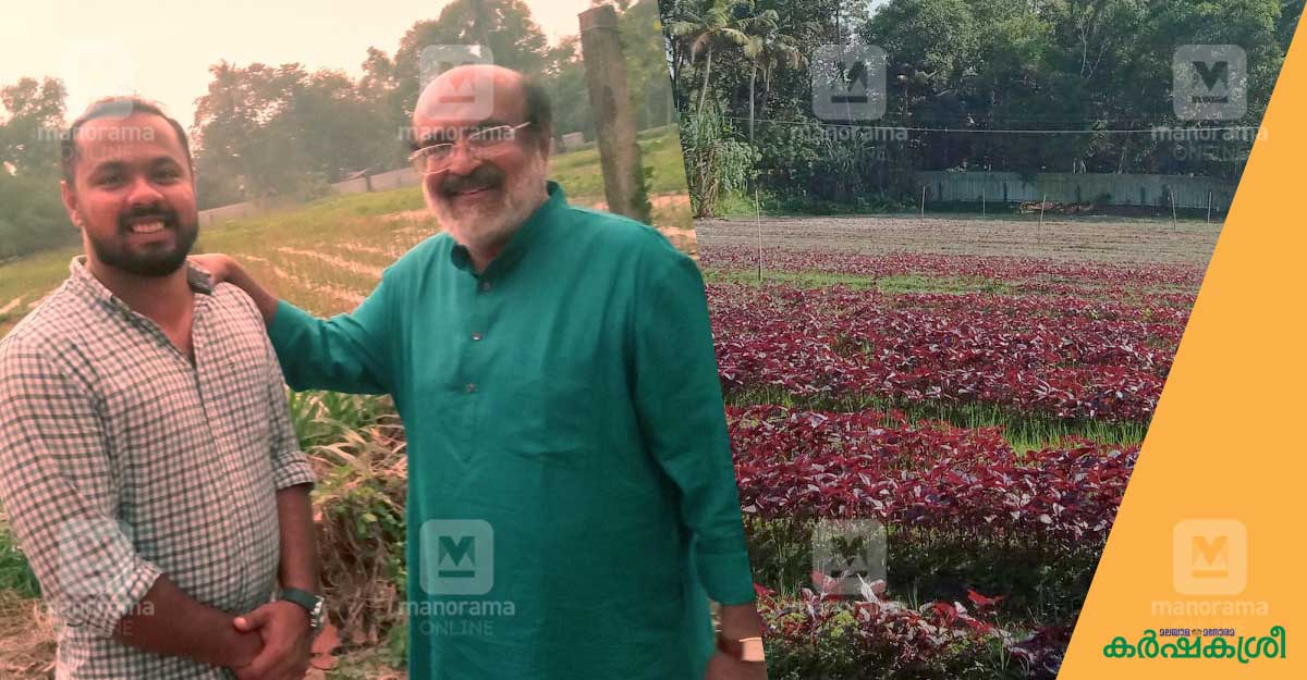 കൃഷി 34 ഏക്കറില്‍, മാരാരിക്കുളത്തെ ഏറ്റവും വലിയ പച്ചക്കറിക്കര്‍ഷകനെ ...