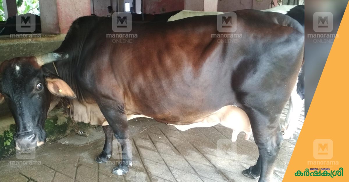 ദിവസം 30 ലീറ്റര്‍ പാല്‍, കേരളത്തിന് വേണം ഫ്രീസ് വാള്‍ പശുക്കളെ ...