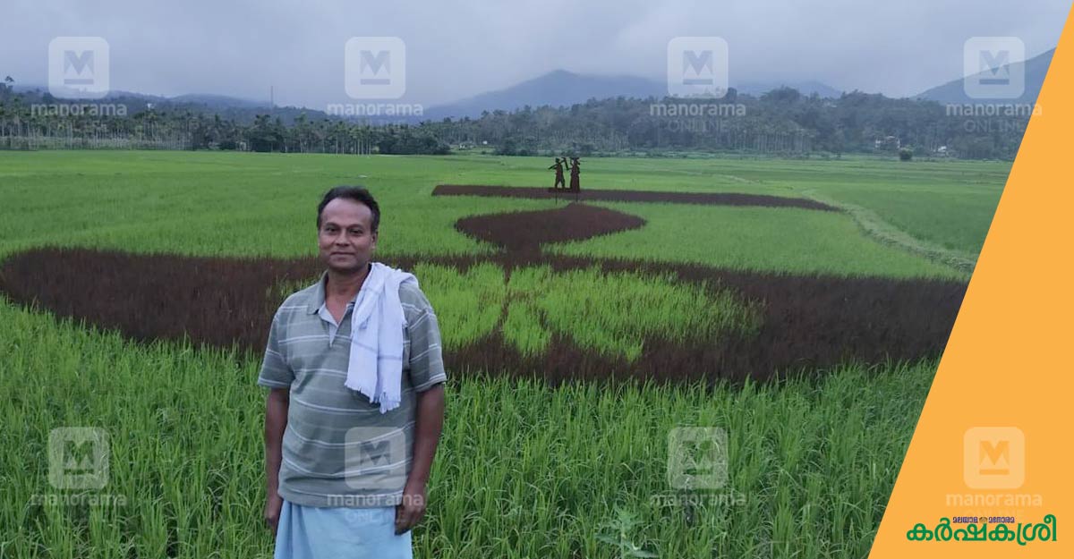 നെല്‍കൃഷി കലയാക്കിയ കര്‍ഷകന്‍, അറിയാം പാഡി ആര്‍ട്ടിനെക്കുറിച്ച് ...