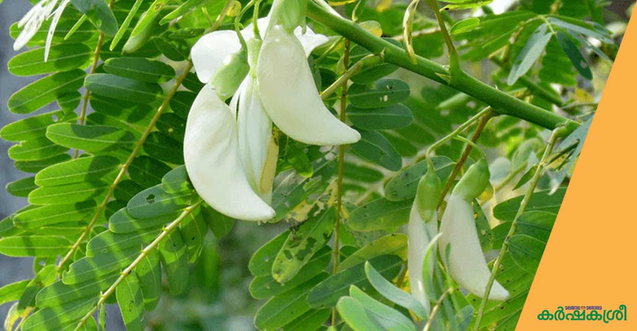 കന്നുകാലികൾക്കുവേണ്ടി വളർത്താം തീറ്റപ്പുല്ലിനു പകരം വ‍ൃക്ഷവിളക ...