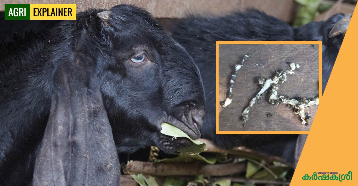 വെളുത്ത നാടയിൽ കോർത്തതുപോലെ ആട്ടിൻ കാഷ്‌ഠം: അവഗണിക്കരുത് ഈ ലക്ഷണം ...