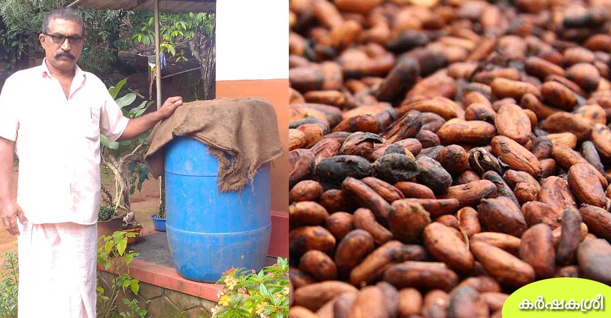 കൊക്കോക്കുരു ദീർഘകാലം സൂക്ഷിക്കുന്നത് കഞ്ഞിവെള്ളത്തിൽ: വേറിട്ട ...