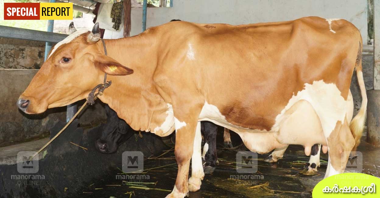 വരുമോ ഫ്രീസ്വാൾ? കർഷകർക്ക് നേട്ടമുണ്ടാക്കുന്ന പശുവിനം | Frieswal cattle ...