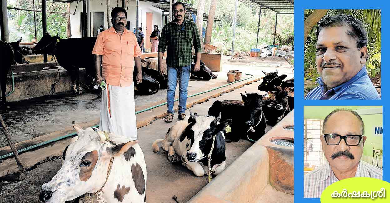 പാലിനൊപ്പമോ അതിനേക്കാളോ ചാണകത്തിന് വിപണി; മിൽക്കോ നൽകും മികവിന്റെ ...