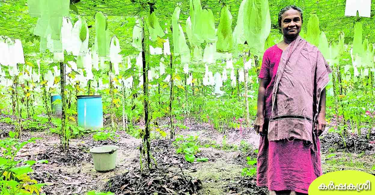 കൃഷിയിടത്തിലേക്ക് സാധനങ്ങൾ എത്തിക്കാൻ റോപ്പ് വേ: സംയോജിതകൃഷിയുടെ ...