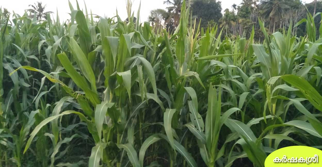 പശുക്കൾക്കായി ചോളം, 60–ാം ദിവസം മുതൽ വിളവെടുക്കാം: കൃഷിരീതി പങ്കുവച്ച് ...