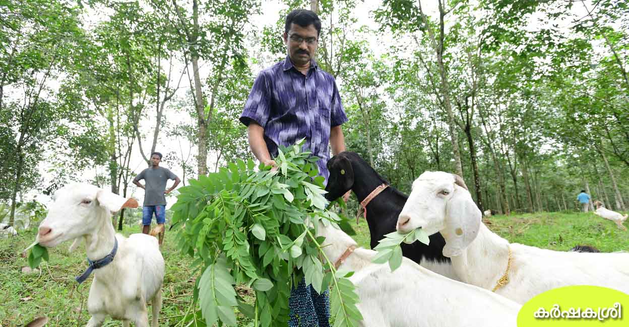 ആടുകളിൽ മദി ഏകീകരണത്തിനു വേണം മുട്ടനാടിന്റെ സാമീപ്യം: പ്രജനനത്തി ...