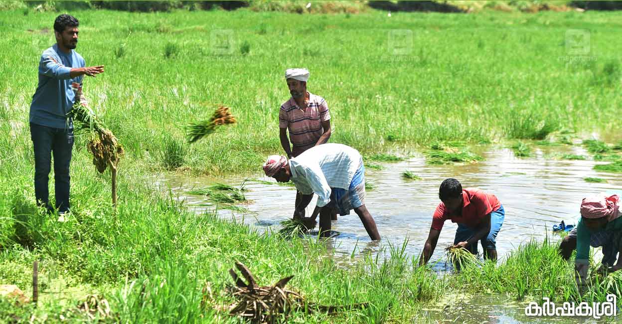 ഐടിയിൽനിന്ന് 320 ഏക്കർ നെൽക്കൃഷിയിലേക്ക്; തൊഴിലാളികളായി ഡ്രോണുകൾ; നാലു ...