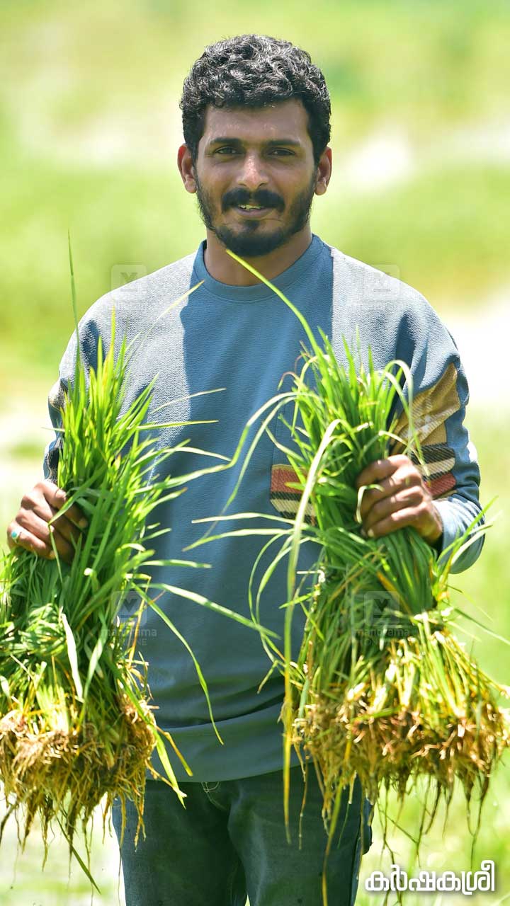 ഐടിയിൽനിന്ന് 320 ഏക്കർ നെൽക്കൃഷിയിലേക്ക്; തൊഴിലാളികളായി ഡ്രോണുകൾ; നാലു ...