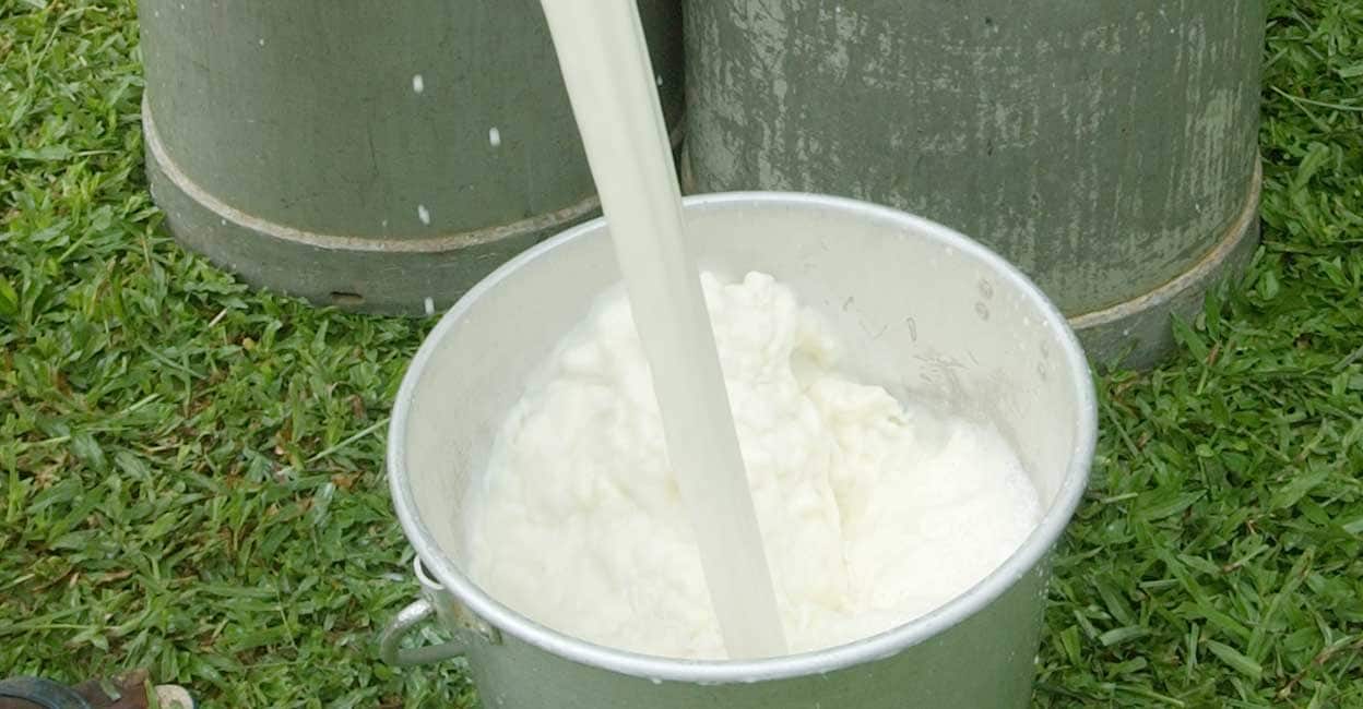 ‘ക്ഷീരസാന്ത്വനം’ നിർത്തില്ല - dairy farmers Insurance | Manorama news