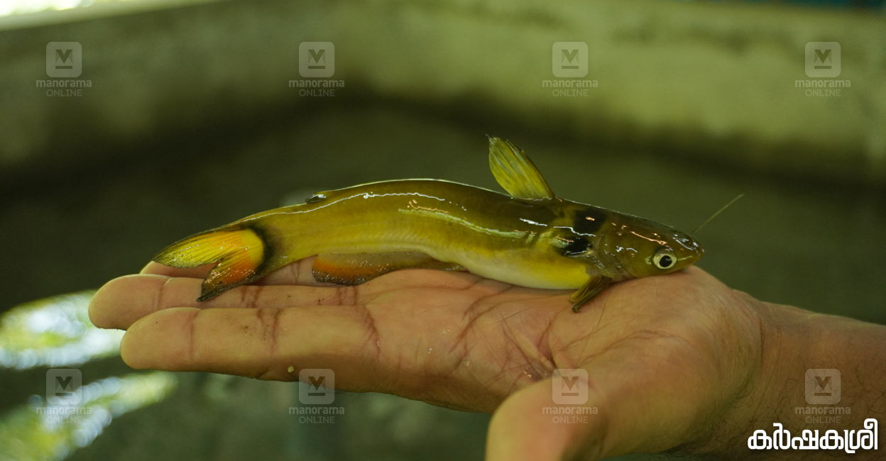 മഞ്ഞക്കൂരിയല്ല, ഇത് വാണിജ്യക്കൃഷിക്ക് യോജിച്ച നാടൻ മത്സ്യം ...