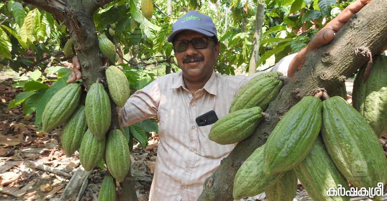 1800 കൊക്കോ, ഒരു മരത്തിൽനിന്ന് വർഷം 2000 രൂപ, ചെലവ് 50 രൂപ: കൊക്കോയി ...