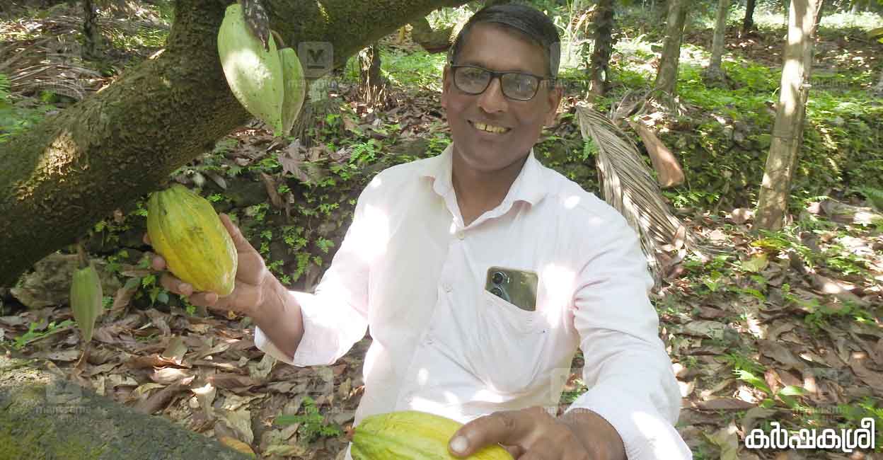 ലോട്ടറിയാണ് കൊക്കോ: ഒരു മരത്തിൽനിന്നുള്ള ‘500’ ഇനി ‘3000’ – What ...