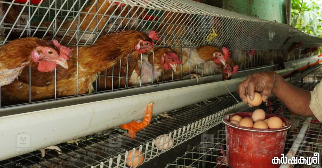 തുടക്കം നന്നായാൽ എല്ലാമായി: ബിവി 380 മുട്ടക്കോഴിക്കുഞ്ഞുങ്ങളുടെ പരിചരണം ...
