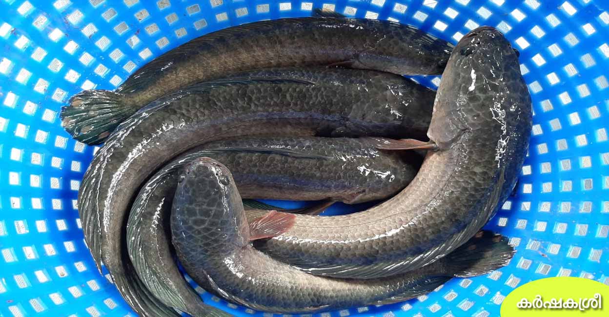 പഴകിയ മത്സ്യങ്ങളുടെ വേട്ട തുടരുന്നു; വീട്ടിൽ വളർത്താവുന്ന സ്വാദുള്ള ...