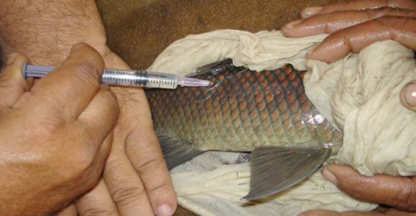മത്സ്യങ്ങളിൽ കൃത്രിമപ്രജനനം എന്തിന്? | Artificial Breeding in Fishes