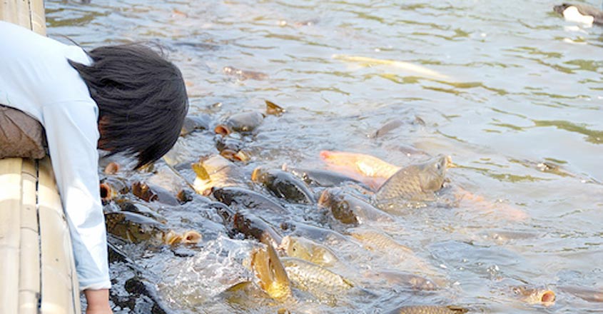 മത്സ്യകൃഷിയിടങ്ങളിലും വേണം ശുചിത്വപാലനം | Hygiene Importance in Fish ...