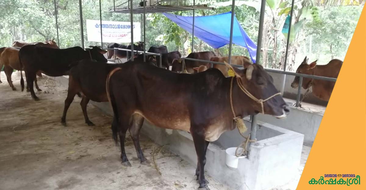 പശുക്കൾക്കുവേണ്ടി ഒരു നാട്; വടകര പശുക്കൾക്കായി ‘കടത്തനാടൻ ഗോശാല’ | Rare ...