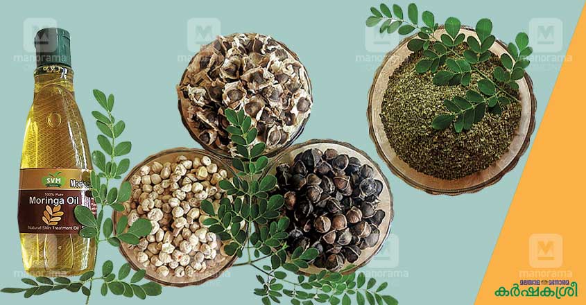 മുത്തുരാജിനു വരുമാനം നേടിക്കൊടുത്ത മിറക്കിൾ ട്രീ | Moringa Cultivation ...