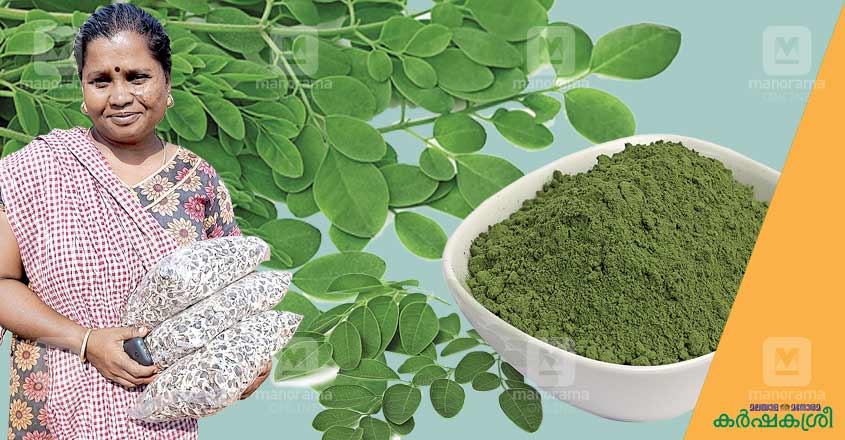 നമ്മുടെ മുരിങ്ങ നാളെയുടെ ഡോളർ വിള | Medicinal Value Added Products from ...