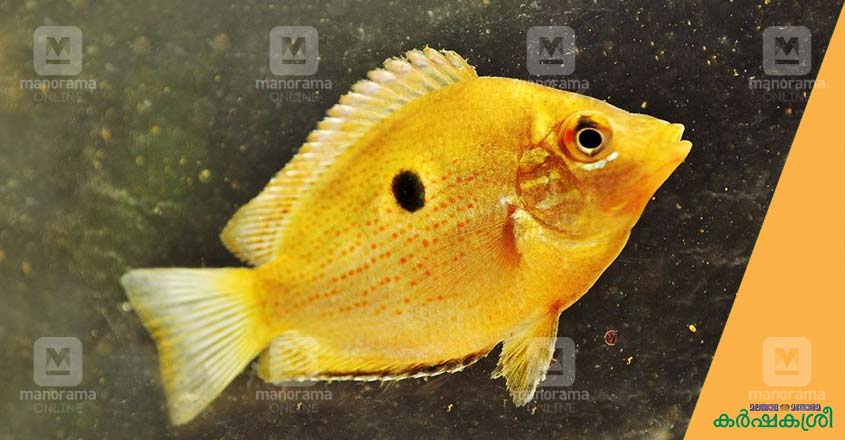 പഠിച്ചുപോയ പാഠങ്ങൾ ഓർക്കാൻ നിർബന്ധിക്കുന്നത് ഒരു മീനാണ് | The History ...