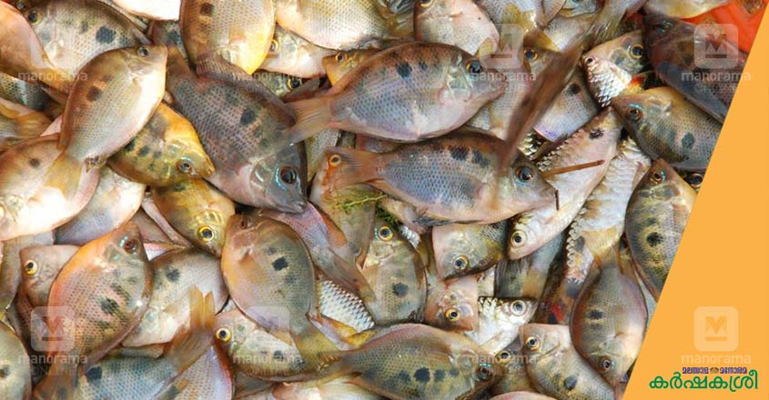 പഠിച്ചുപോയ പാഠങ്ങൾ ഓർക്കാൻ നിർബന്ധിക്കുന്നത് ഒരു മീനാണ് | The History ...