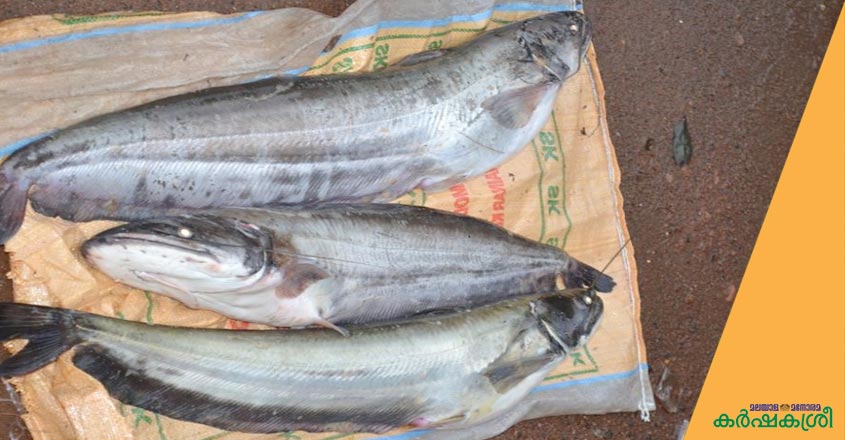 കാരിയുടെ കുത്തിന് മൂത്രംകൊണ്ട് താൽക്കാലിക പരിഹാരം; ഒരു ഊത്തപിടിത്ത ഓർമ ...