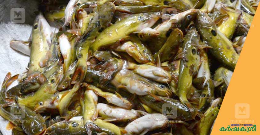 ഊത്തകാലം അങ്ങിനെ മീൻ മാത്രമല്ല മീനിന്റെ മുട്ടയും തിന്ന ഓർമ്മകളുടേതാണ്