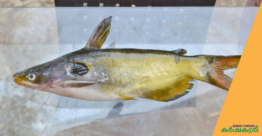 ഊത്തകാലം അങ്ങിനെ മീൻ മാത്രമല്ല മീനിന്റെ മുട്ടയും തിന്ന ഓർമ്മകളുടേതാണ്