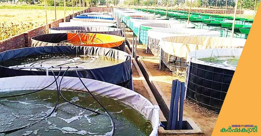 ബയോഫ്ലോക്കിൽ വളർത്തിയത് 2000 ഗിഫ്റ്റ് മത്സ്യങ്ങളെ; ആകെ വിൽക്കാനായത് 60 ...