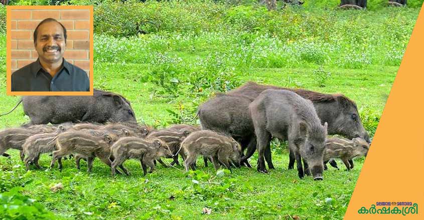 കാട്ടുപന്നി കണക്കറ്റു പെരുകുന്നത് മനുഷ്യനു മാത്രമല്ല ഭീഷണിയാവുന്നത് ...