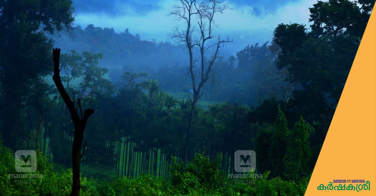 കേരള സംസ്കാരത്തിന്റെ പിള്ളത്തൊട്ടിൽ മലനാട്; കുടിയേറ്റം നടന്നത് ...