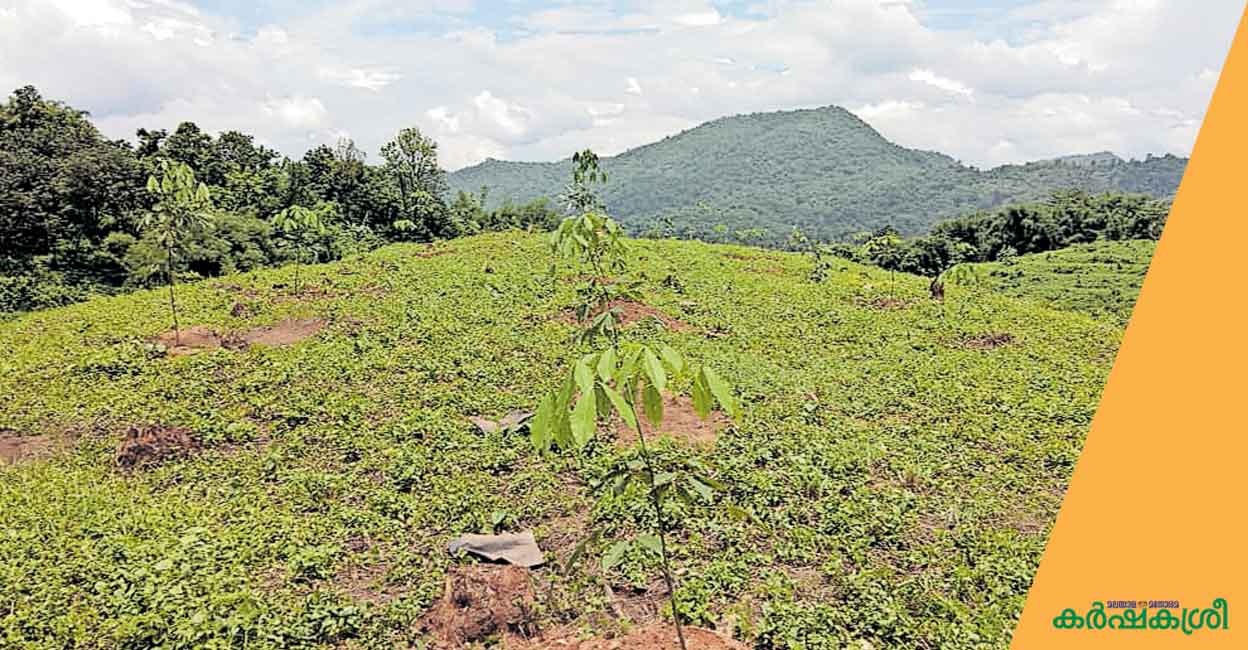 കേരളം നിഷേധിച്ച റബറിനെ സ്വീകരിച്ച് അസം: കാലാവസ്ഥാമാറ്റം ചെറുക്കുന്ന ഇനം ...