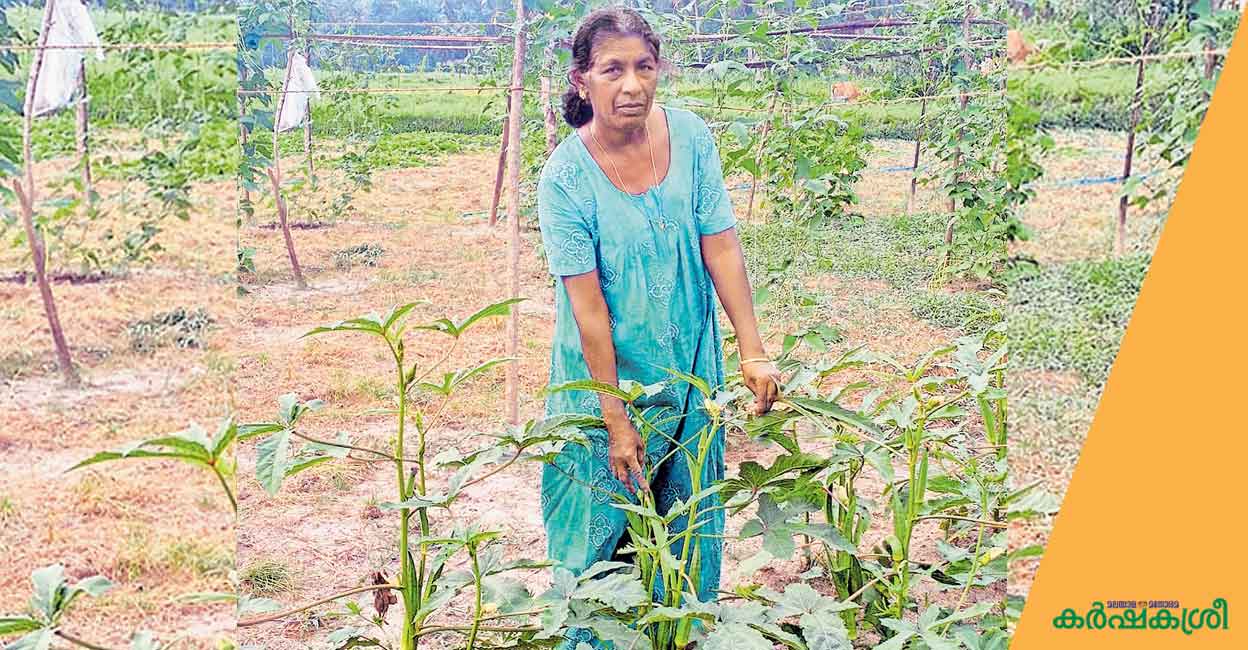 അമ്ലതയേറിയ മണ്ണിൽ രാസവളമില്ലാതെ നൂറുമേനി വിളവ് നേടി രാജമ്മ | Natural ...