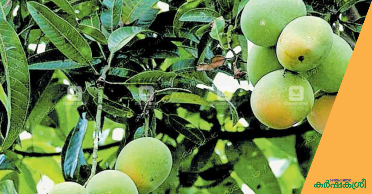 രാജകുടുംബത്തില്‍നിന്ന് നാട്ടിലിറങ്ങിയ മാവിനത്തിന് ഭൗമസൂചികാ പദവി ...