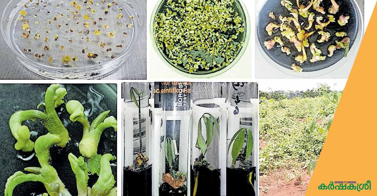പരീക്ഷണക്കൃഷി വിജയിച്ചാല്‍ ജിഎം റബര്‍ കര്‍ഷകരിലേക്ക് | First-ever ...