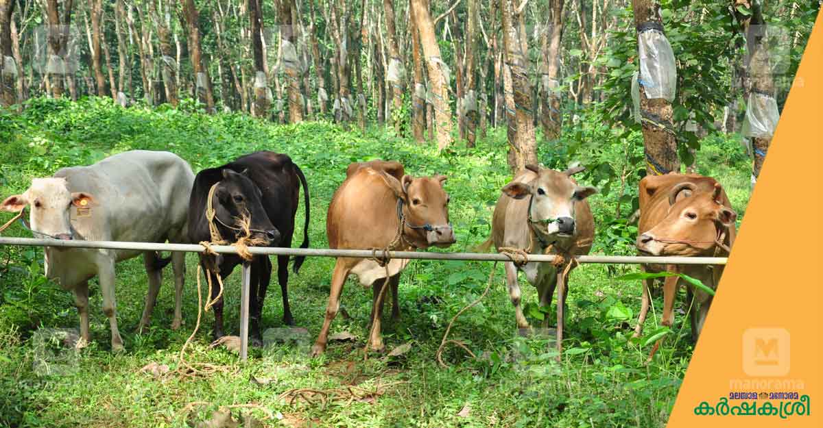 ചാണകം ഏതു പശുവിന്റെയാണ് നല്ലത്? പഠനം‌ ശാസ്ത്രീയമല്ലെന്ന് നാടൻ പശു ...