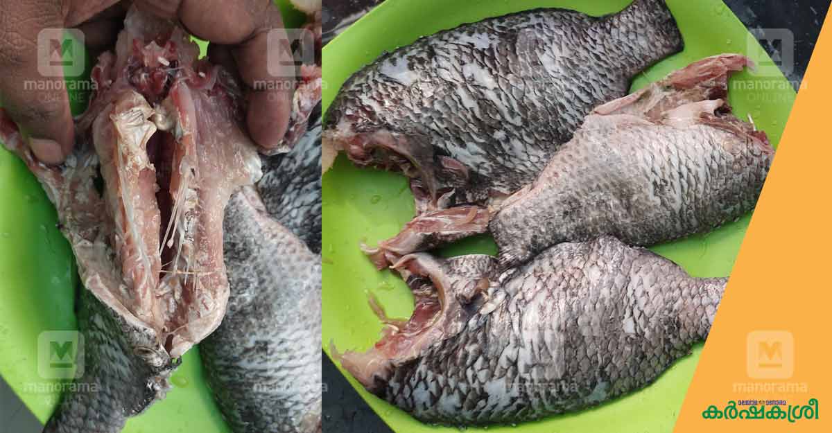 വിലക്കുറവിനൊപ്പം ലഭിക്കുക അഴുകിയ മത്സ്യം; ഇതര സംസ്ഥാന തിലാപ്പിയയില് ...