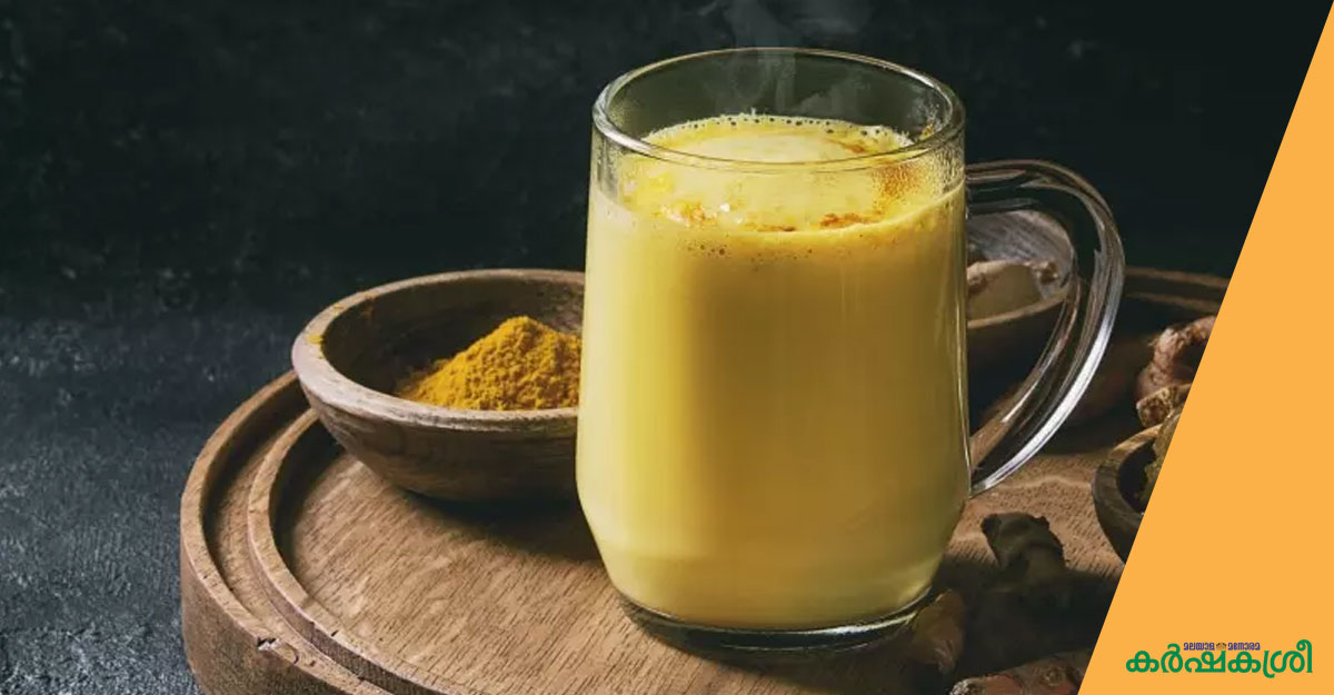 ആരോഗ്യം നല്‍കും സുവര്‍ണ പാല്‍, വീട്ടില്‍ത്തന്നെ തയാറാക്കാം | Importance ...