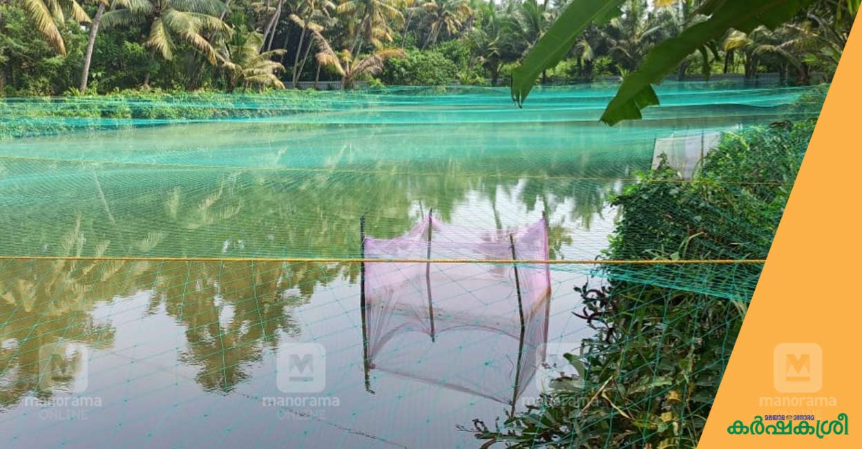കടല്‍മത്സ്യലഭ്യത കുറഞ്ഞു: വിജയപ്രതീക്ഷയില്‍ വിളവെടുത്ത് മത്സ്യക്കര്‍ഷകര്‍