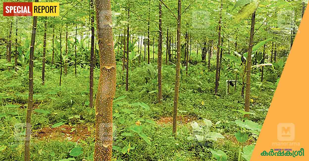 അതിവേഗം വളരാൻ മലവേപ്പ്, മികച്ച വളർച്ചയ്ക്ക് നല്ല തൈകൾ പ്രധാനം | Melia ...