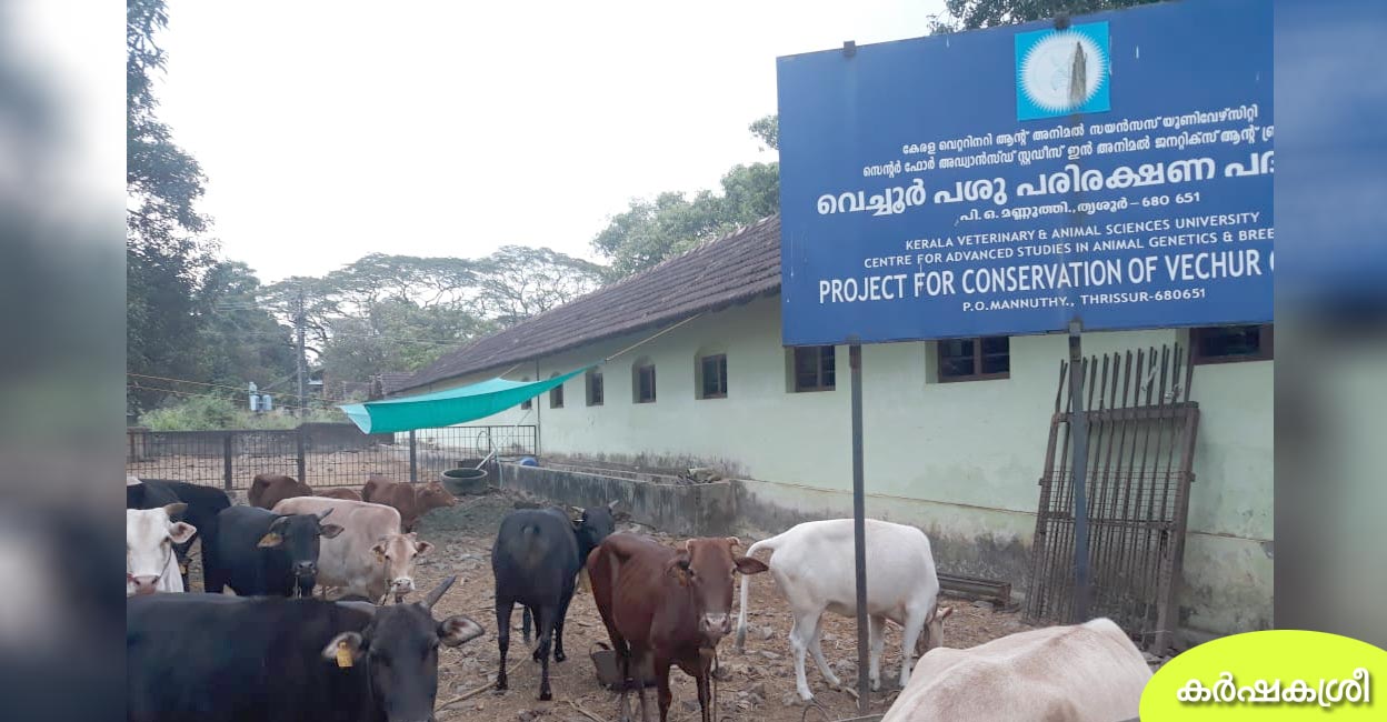 വെച്ചൂര്‍പ്പശുക്കള്‍ക്കുവേണ്ടി മൂന്ന് പതിറ്റാണ്ട്; ശോശാമ്മ ടീച്ചറെ തേടി ...
