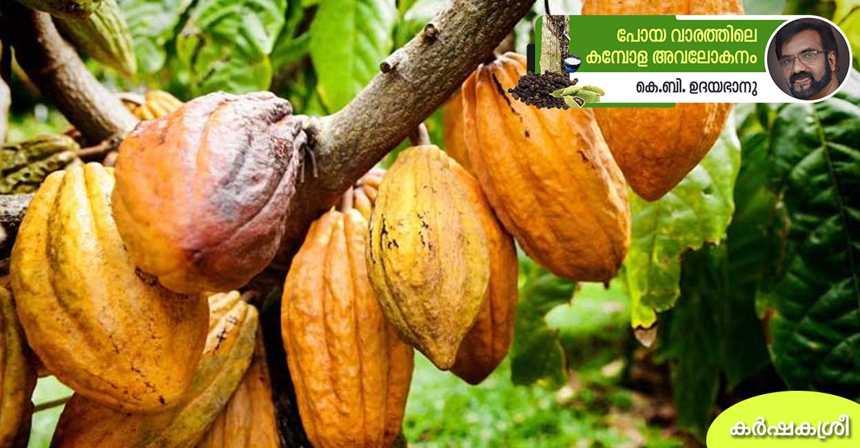 കൊക്കോയ്ക്ക് ഉണർവ്; നിരക്ക്‌ ഇടിച്ച്‌ ജാതിക്ക ശേഖരിക്കാൻ ശ്രമം ...