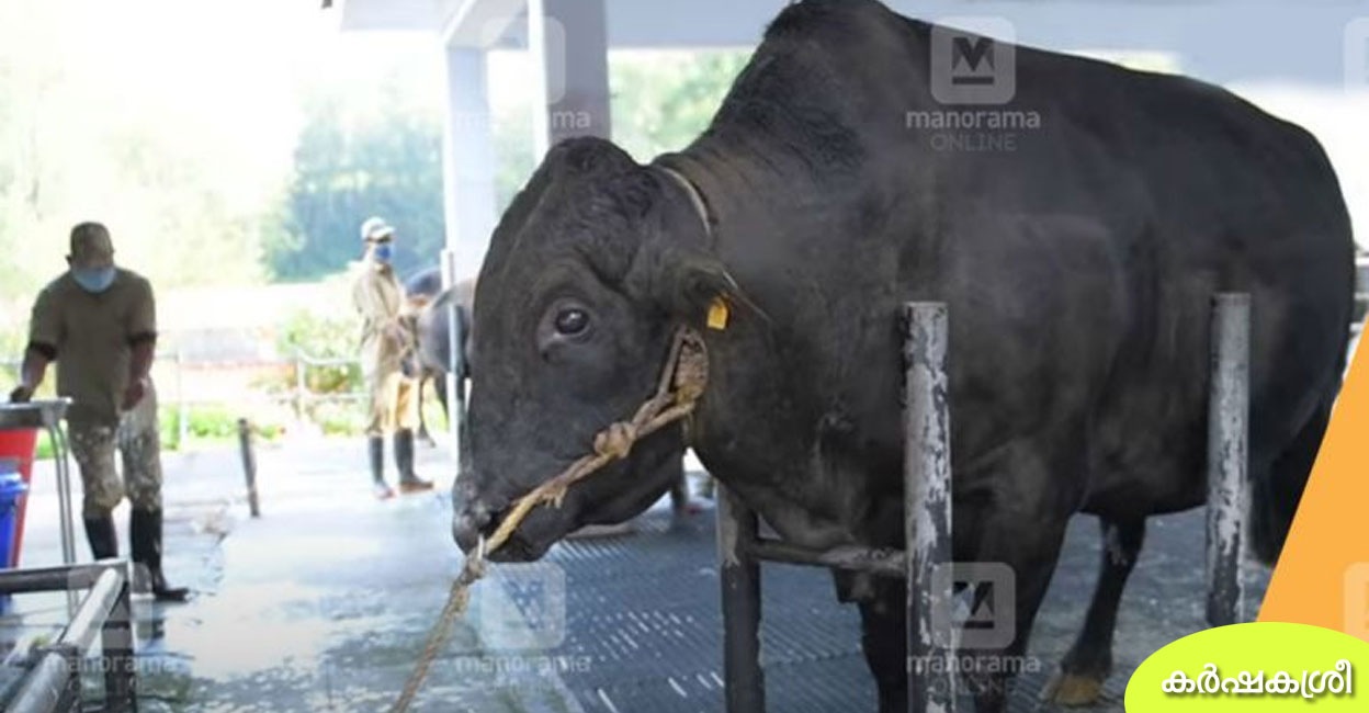 കേരളത്തിലെ ക്ഷീരമേഖലയെ വളർത്താൻ സുനന്ദിനിക്കു കഴിഞ്ഞില്ല, കേരളം ...