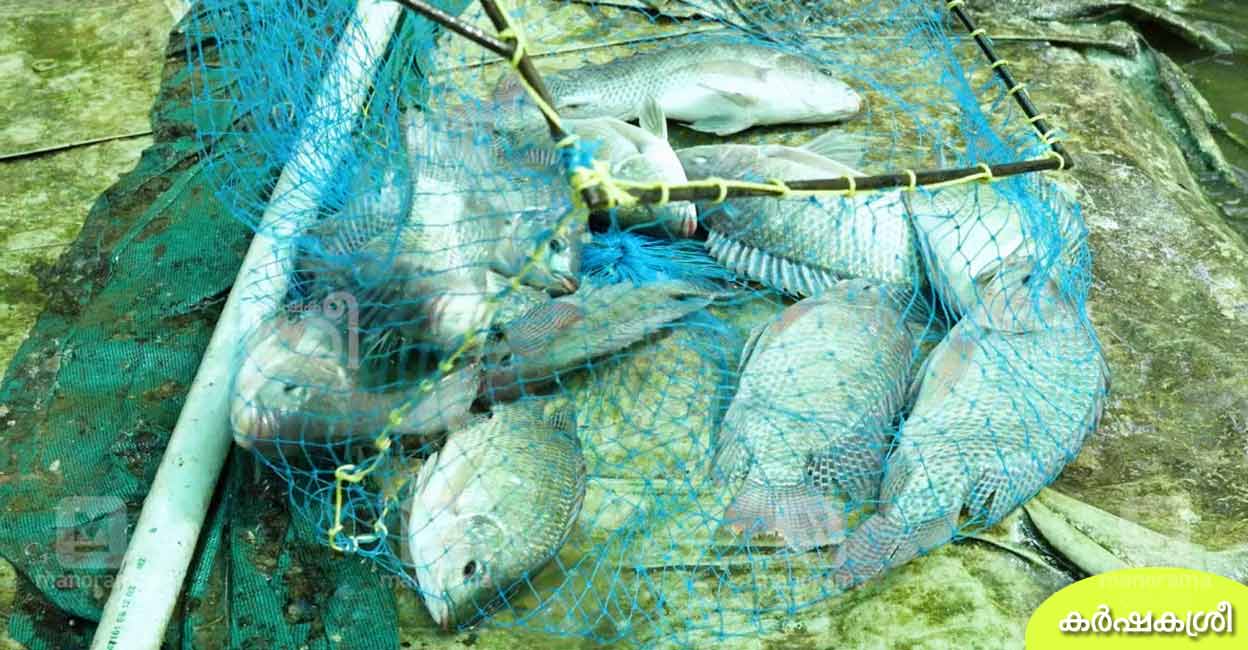 ഒരു കിലോയുള്ള തിലാപ്പിയ ഗ്രില്‍ ചെയ്തു; ഇത് 10 രൂപയുടെ ഹോം മെയ്ഡ് ...