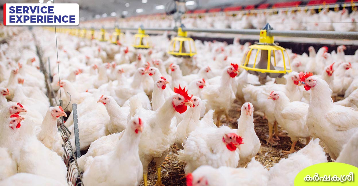 1.75 ലക്ഷം കോഴികളുടെ ഫാം, ഒരു കൂട്ടിൽ എണ്ണം 28000: പരിചരിക്കാൻ വെറും 9 ...
